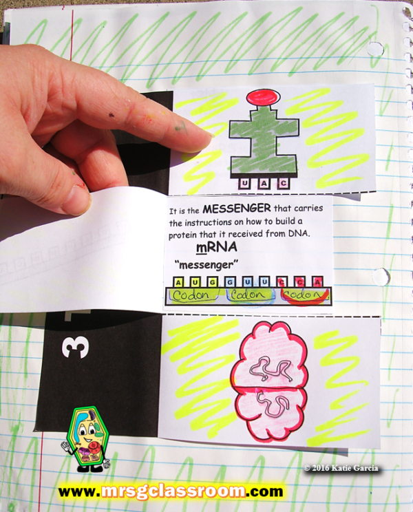 RNA & Protein Synthesis Interactive Notebook – Mrs Gs Classroom