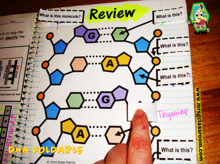 DNA Interactive Notebook – Mrs Gs Classroom