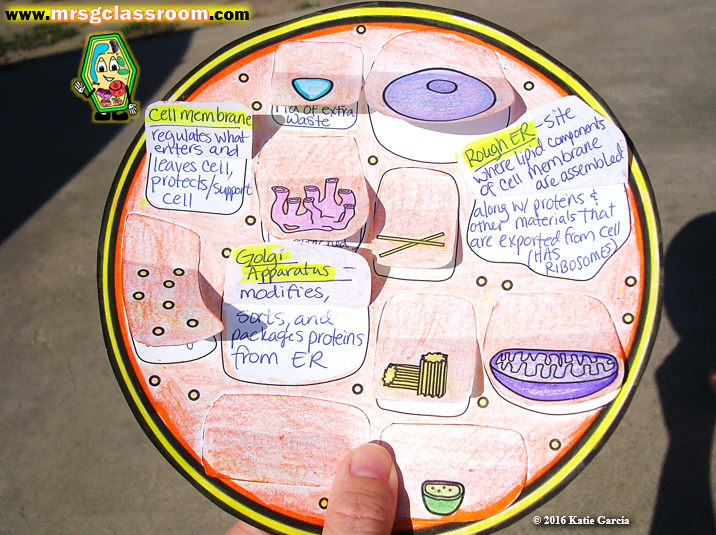 Plant Animal Cell Foldables Mrs Gs Classroom