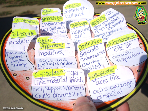 Plant & Animal Cell Foldables – Mrs Gs Classroom