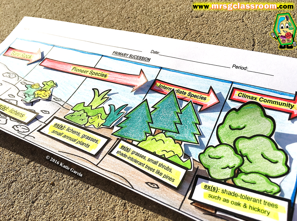 Ecological Succession Primary Secondary Mrs Gs Classroom Ecological Succession Primary Secondary Mrs Gs Classroom