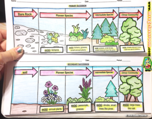 Ecological Succession – Primary & Secondary – Mrs Gs Classroom