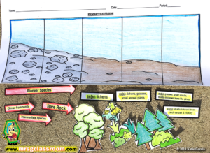Ecological Succession – Primary & Secondary – Mrs Gs Classroom