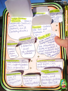Plant & Animal Cell Foldables – Mrs Gs Classroom