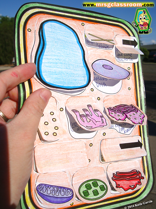Plant Animal Cell Foldables Mrs Gs Classroom