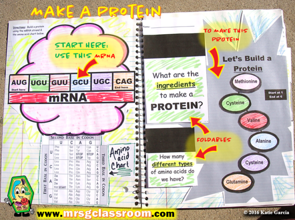 protein – Mrs Gs Classroom
