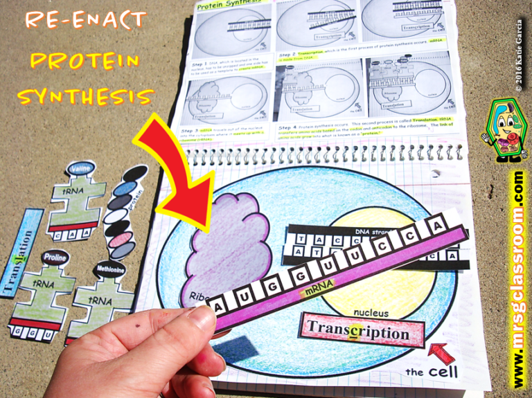 RNA & Protein Synthesis Interactive Notebook – Mrs Gs Classroom