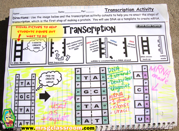RNA & Protein Synthesis Interactive Notebook – Mrs Gs Classroom